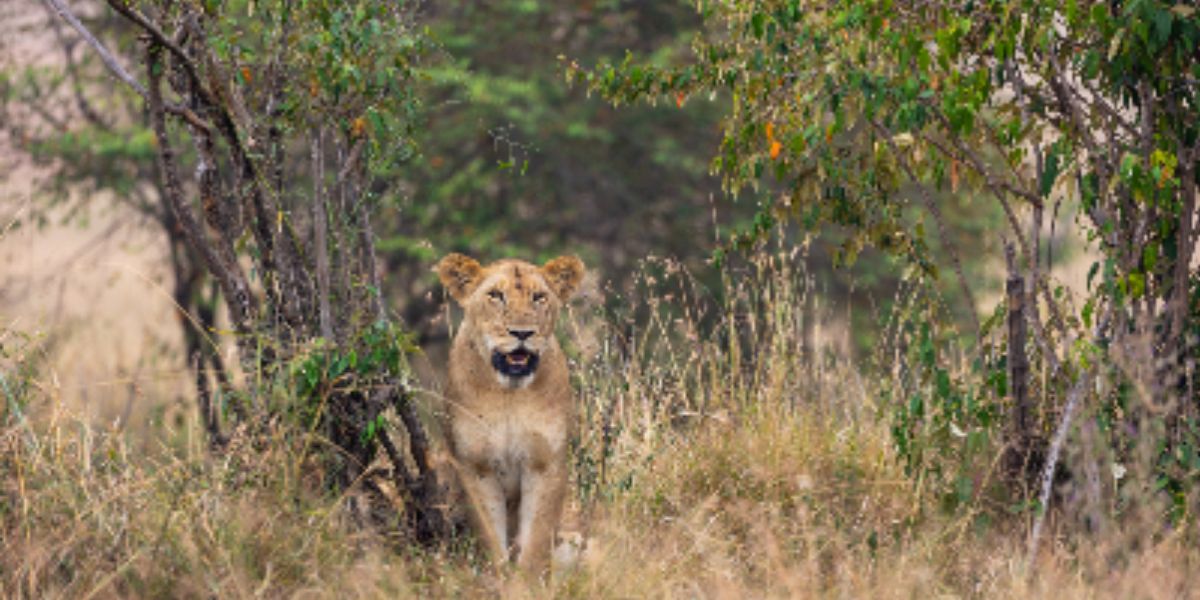 Tragedy as lion attacks and kills zookeeper in OAU | Intel Region